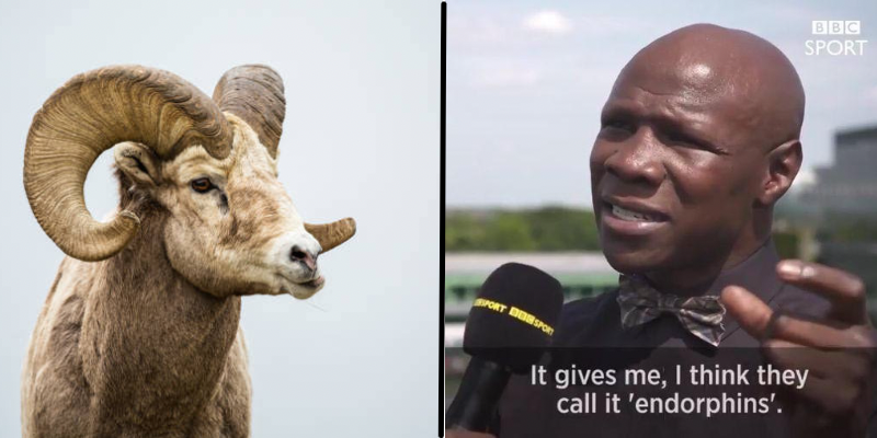 Here’s Why You Should Keep a Ram as a Pet | Zikoko!